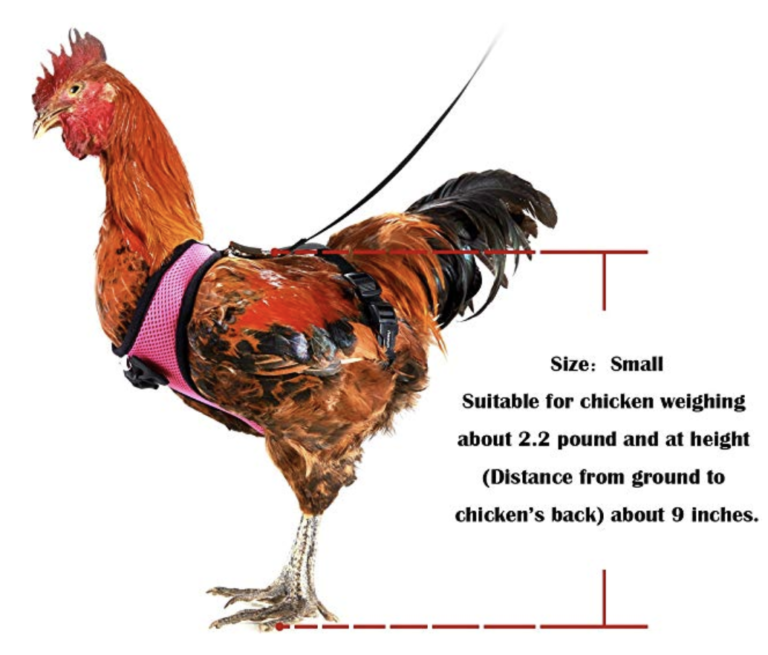 Chicken Harness - Suitable for Chicken, Duck or Goose - Useless Things ...