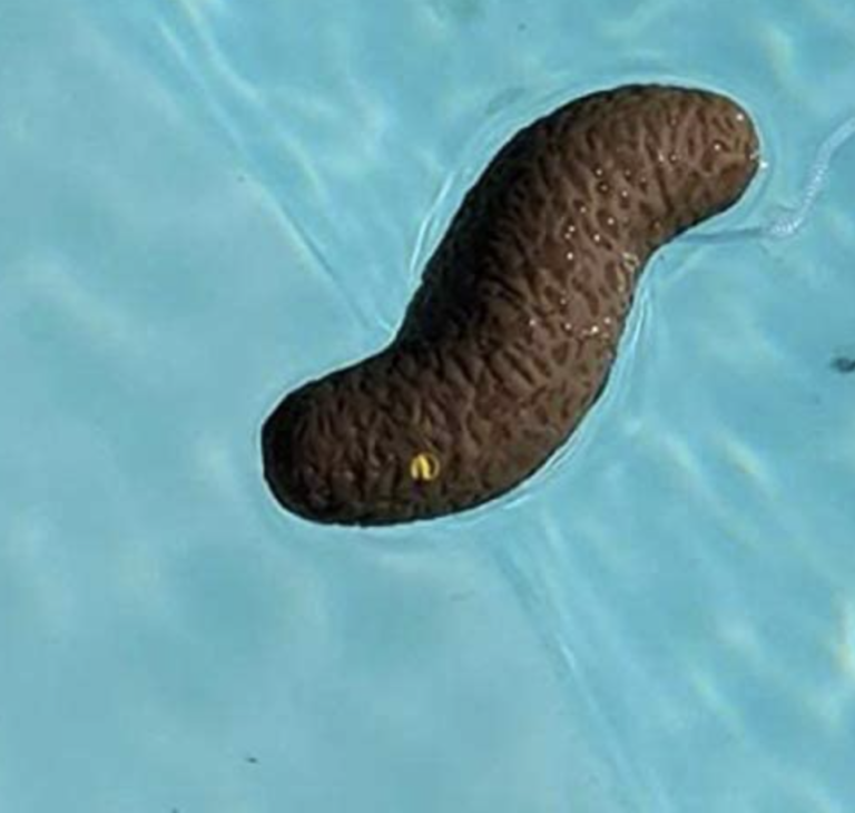Floating Poop pool thermometer - Useless Things to Buy!